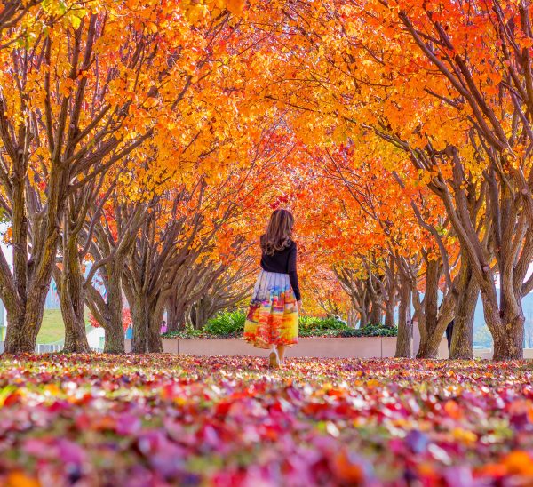 Canberra weather: Seasons, climate and temperature