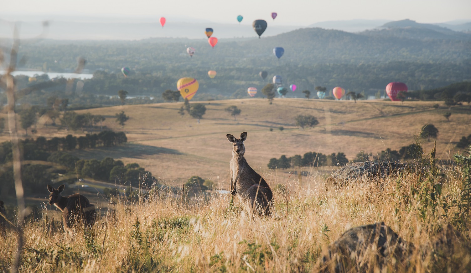Wildlife and where to see it in Canberra | Canberra